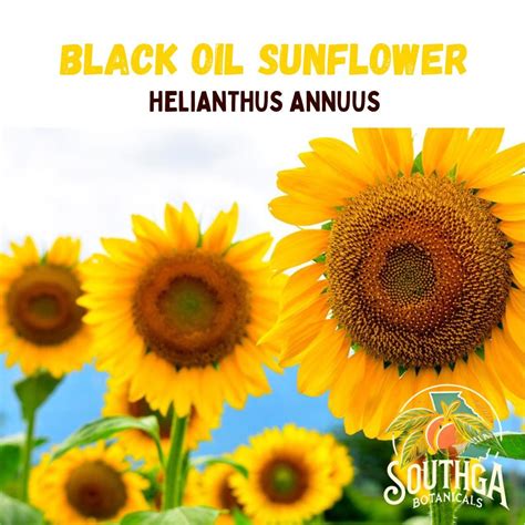 Bulk Black Oil Sunflower Seeds For Planting High Yield And Pollinator