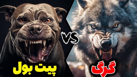 مبارزه گرگ و پیت بول کدام یک قوی تر است ؟ اگر پیت بول و گرگ با هم