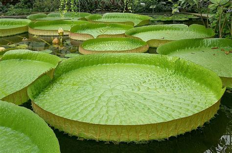 Giant Lily Flower
