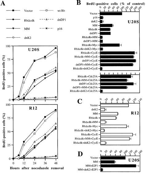 E2f And Myc Activities Cooperate In Regulating Timing And Levels Of Dna Download Scientific