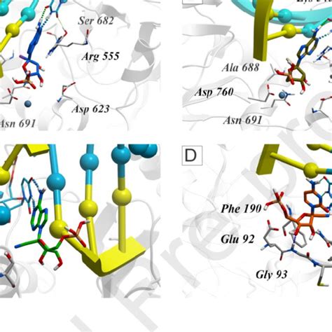 Binding Modes Of Selected Nucleotide Analogs Upper Panel The Top Download Scientific Diagram