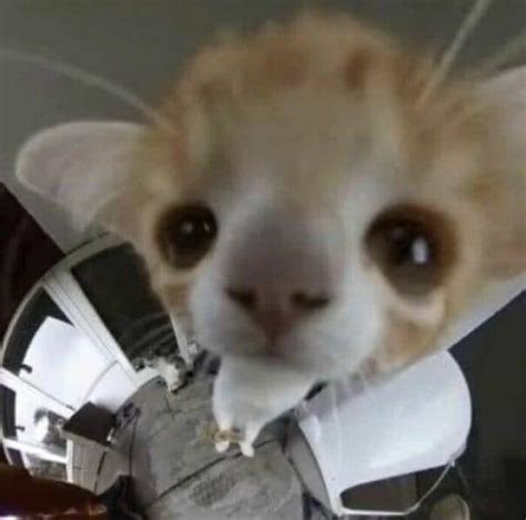 When Cats Malfunction 77 Hilarious Pics From ‘cat Virusexe That Defy