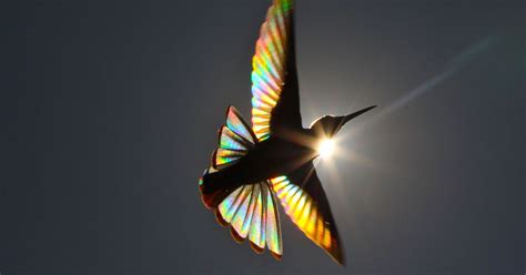 Photographer Waits Three Summers To Recreate Hummingbird Prism Shots