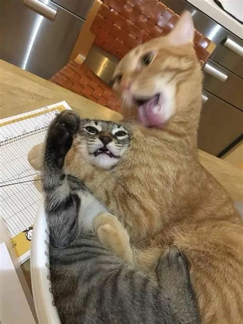 Cat Choking Other Cat 2 Blank Template Imgflip