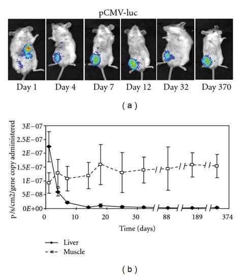 Duration Of Plasmid Based Cmv Promoter Activity In Vivo In Liver And Download Scientific