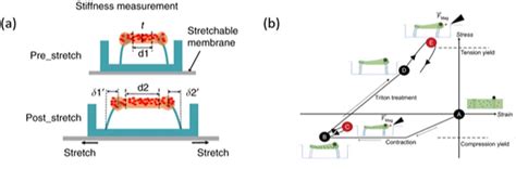 Flex Cells Versatility In Cellular Research — Stretchable