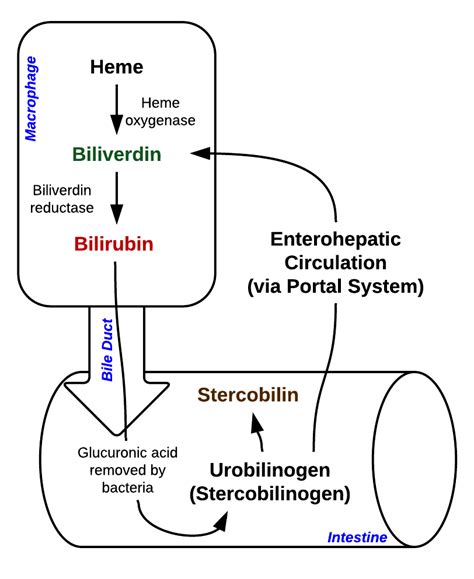 Difference Between Conjugated Bilirubin And Unconjugated Bilirubin Difference Between