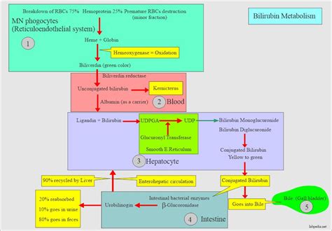 Bilirubin Conjugation