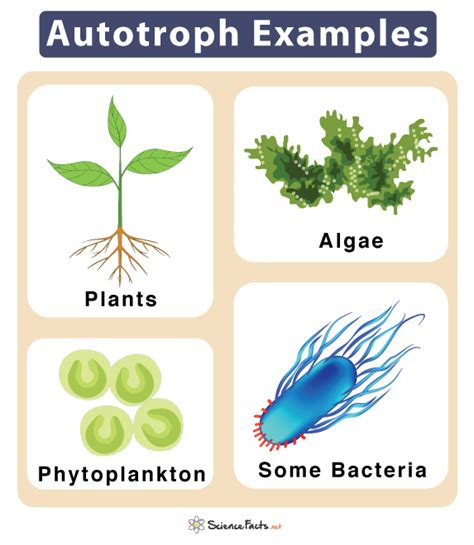 Autotrophs Examples With Pictures