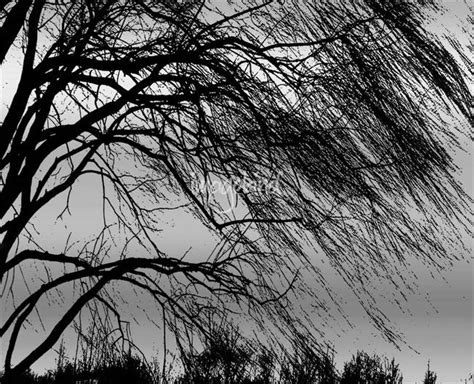 Tree Blowing In The Wind Painting At PaintingValley Com Explore Collection Of Tree Blowing In