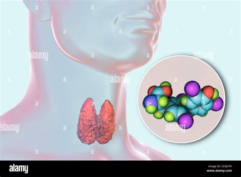 Molecule Of Thyroxine T4 A Hormone Produced By Thyroid Gland Computer Illustration Stock