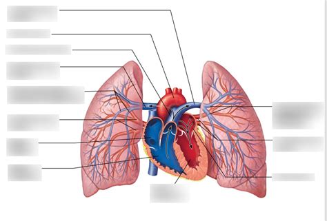 Pulmonary Artery Lung