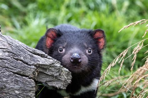 Tasmanian Devil 2025 Incredible Facts Habitat Diet And More