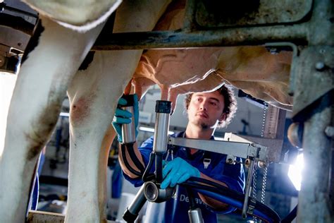 Lifetime Production Of Dutch Dairy Cows Rises To New Records Crv