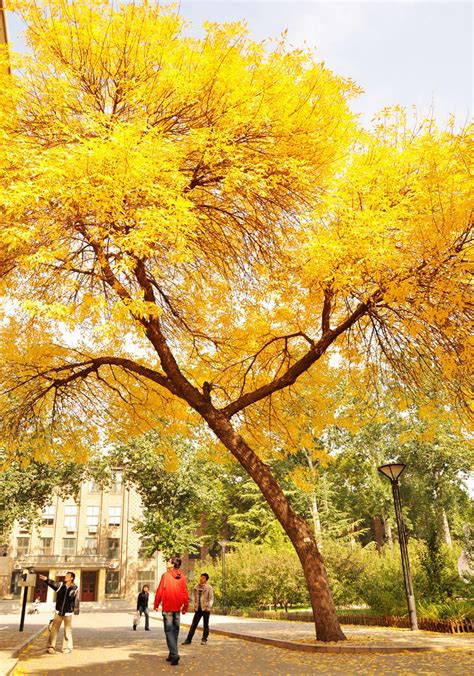 中国农业大学校友网 校园风光 校园魅影（东区）