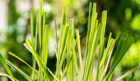 What To Use Lemon Grass For Storables