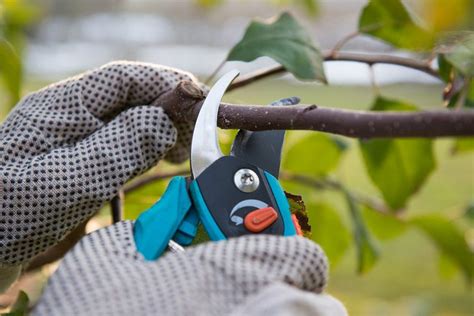 Tree Pruning CT Trimming Your Branches Safely Arbor Services
