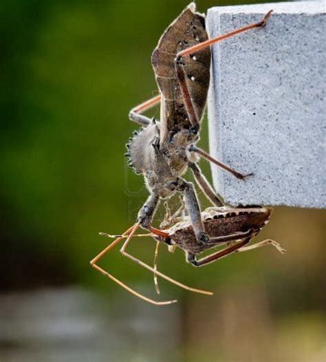 Rare Shot Of The Predatory Assassin Bug Injecting Venom Into The Body