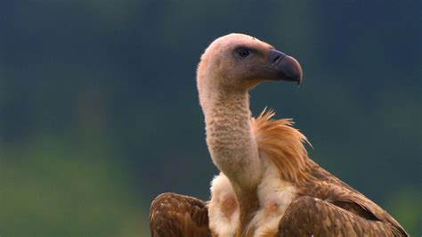 Various Vulture Species Of Bulgarias Hidden Corners Britannica
