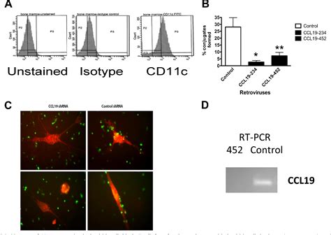Ccr7 Ccl19 Controls Expression Of Edg 1 In T Cells Semantic Scholar