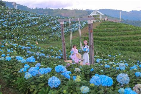 ไฮเดรนเยียซัง ทุ่งดอกไฮเดรนเยียบนยอดเขา มุมถ่ายรูปสวยปังแห่งใหม่ เชียงราย