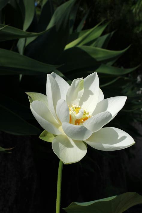 자연광 속의 고요한 하얀 연꽃 꽃 · 무료 스톡 사진