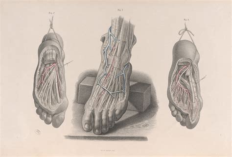 Surgical Anatomy Pl51 By Joseph Maclise Artvee