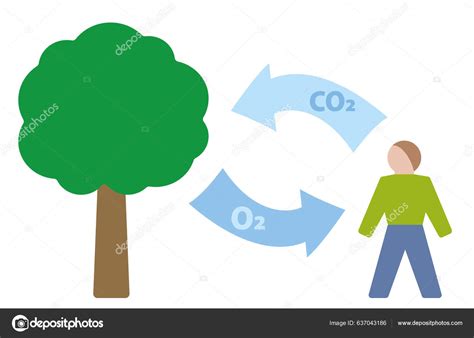 Carbon Cycle Symbol Carbon Dioxide Oxygen Exchange Human Being Tree Stock Vector By Furian