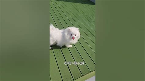 강아지는 털이 있어야 이쁨 스피츠강아지 이쁜강아지 강아지쇼츠 강아지산책 Youtube
