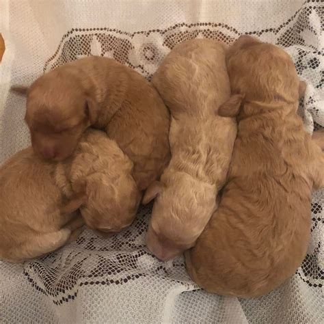 პუდელები Poodles Tbilisi