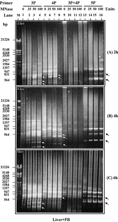 The Amplification Patterns Of Dna Fragments With The Line Primers By