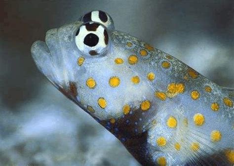 蝦虎魚吃什麼蝦虎魚和槍蝦如何共生 壹讀