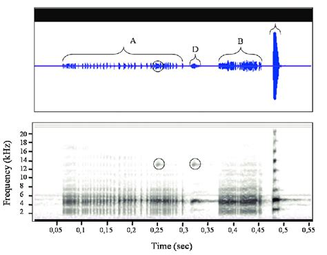 Oscillogram Above And Sound Spectrogram Below Of The Encounter Call Download Scientific
