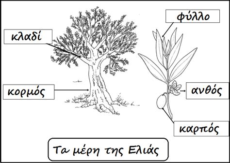 ΤΑ ΜΕΡΗ ΤΟΥ ΕΛΑΙΟΔΕΝΤΡΟΥ Preschool Worksheets Greek Language School