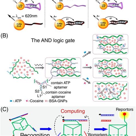 Nucleic Acid‐based Logic Devices Driven By Cations Biological Small Download Scientific