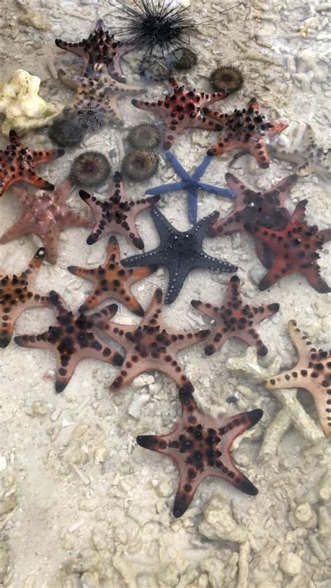 50 Cool Things To Do In Boracay Island Travel Guide Artofit