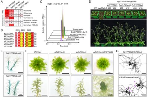 Functional Analysis Of Cyp73 Genes From The Moss Physcomitrium Patens Download Scientific