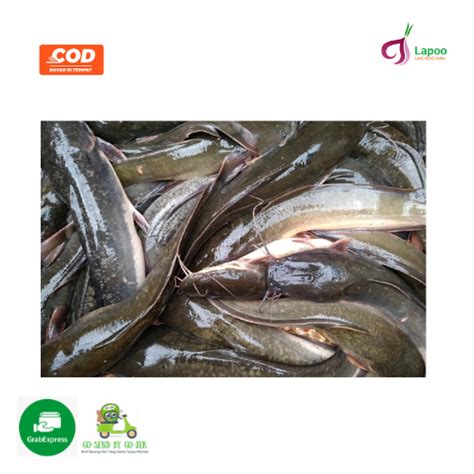 Jual Ikan Lele Limbek Segar 500gr Ikan Siap Masak Shopee Indonesia