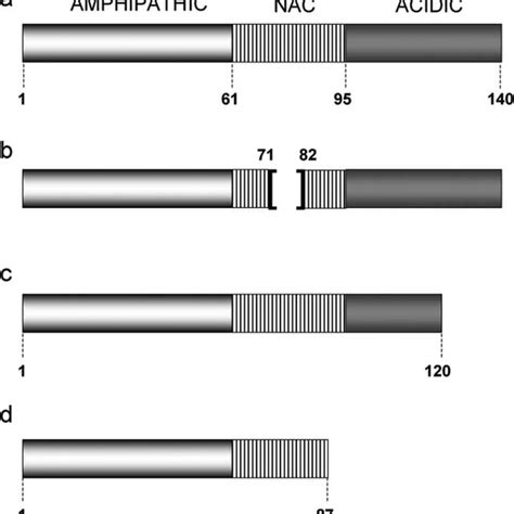 Schematic Organization Of The Primary Structure Of Synuclein And Three