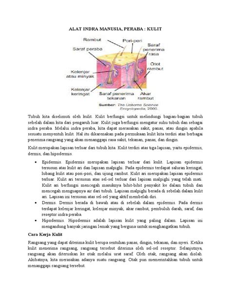 Indra Peraba Kulit Dan Penyakit Penyakitnya Pdf