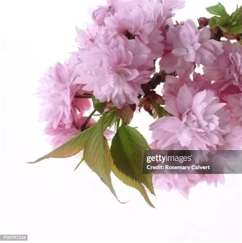 Double Cherry Photos And Premium High Res Pictures Getty Images
