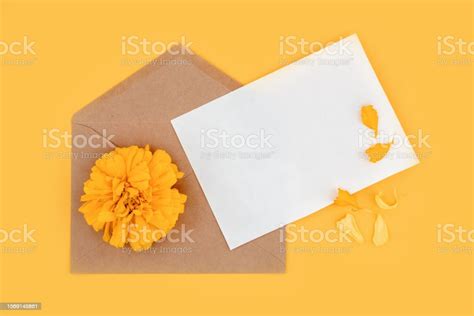 빈 종이 카드 봉투와 오렌지 배경에 금잔화 꽃 복사 공간이 있는 엽서 모형 템플릿 플랫 레이 금잔화 온대 식물에 대한 스톡 사진 및 기타 이미지 Istock