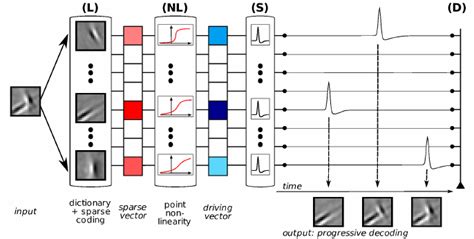 Spike Coding Of Natural Images We Did Build Here A Simple Framework Of