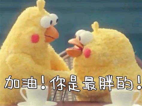 鹦鹉兄弟 表情包 鸡年表情包 鹦鹉表情包 堆糖美图壁纸兴趣社区