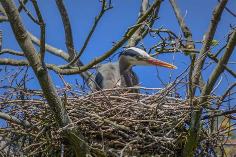 Bird Nesting Tourism Discover Natures Hidden Wonders Today Birds