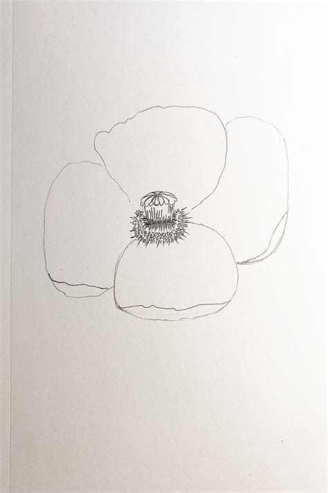 How To Draw A Poppy Step By Step