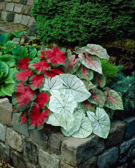 Bulk Border Mix Caladium Bulbs For Planting Perennial Hosta Elephant