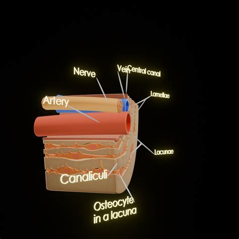 🦴 Educational Osteocyte In Compact Human Bone 3d Model Fully Textured