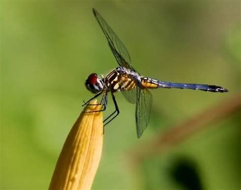 Dragonfly Identification Guide