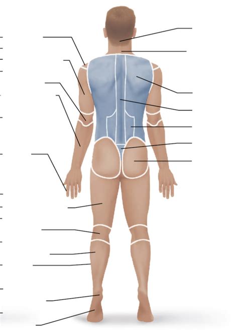 Anatomy Unit 1 2 Diagram Quizlet